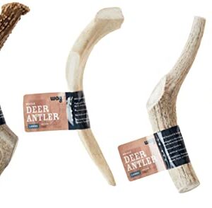 Amazon Brand - Wag Dog Deer Antler Chew, Naturally Shed, Whole, Large 8-9.5 inches (Best for Dogs 30-45 lbs)