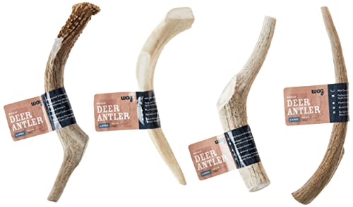 Amazon Brand - Wag Dog Deer Antler Chew, Naturally Shed, Whole, Large 8-9.5 inches (Best for Dogs 30-45 lbs)