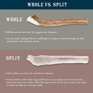 Amazon Brand - Wag Dog Deer Antler Chew, Naturally Shed, Whole, Large 8-9.5 inches (Best for Dogs 30-45 lbs)