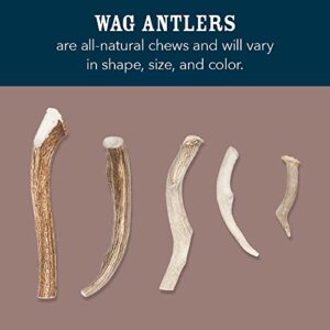 Amazon Brand - Wag Dog Deer Antler Chew, Naturally Shed, Whole, Large 8-9.5 inches (Best for Dogs 30-45 lbs)