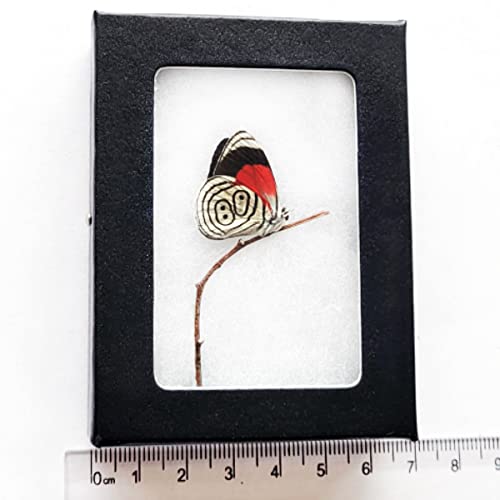 BicBugs Diaethria clymena Nature Pose 88 red Black White Butterfly Peru Framed