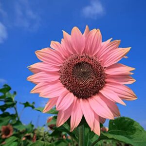 100pcs Pink Sunflower Seeds for Planting, Heirloom and Non-GMO Seeds, Easy to Plant and Grow, Outdoor Garden and Bonsai Plants