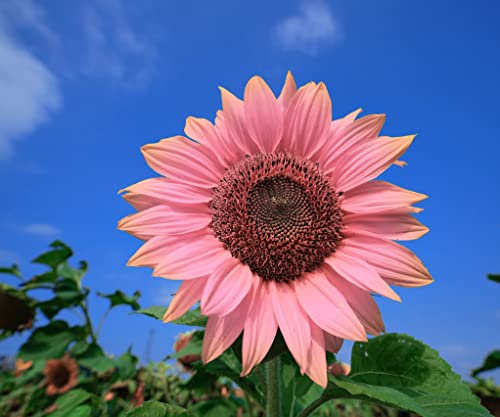 100pcs Pink Sunflower Seeds for Planting, Heirloom and Non-GMO Seeds, Easy to Plant and Grow, Outdoor Garden and Bonsai Plants