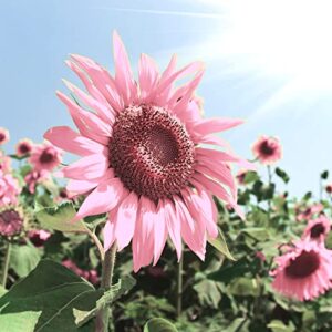 100pcs Pink Sunflower Seeds for Planting, Heirloom and Non-GMO Seeds, Easy to Plant and Grow, Outdoor Garden and Bonsai Plants