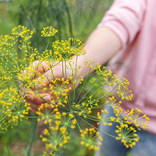 The Old Farmer's Almanac Organic Dill (Bouquet) Seeds - Approx 750 Seeds - Certified Organic, Non-GMO, Open Pollinated, Heirloom, USA Origin