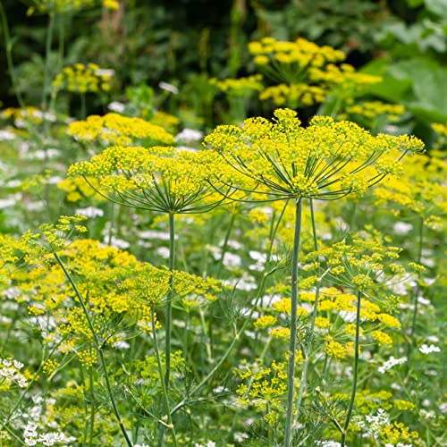 The Old Farmer's Almanac Organic Dill (Bouquet) Seeds - Approx 750 Seeds - Certified Organic, Non-GMO, Open Pollinated, Heirloom, USA Origin