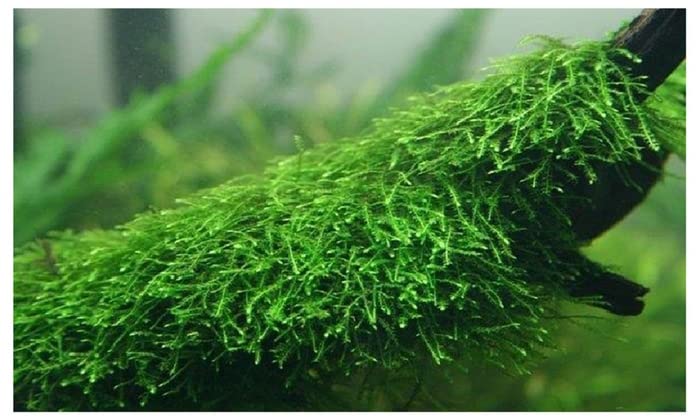 Marcus Fish Tanks Java Moss Taxiphyllum Barbieri Live Aquarium Moss Aquatic Plants Vesicularia Dubyana Buy 2 Get 1 Extra