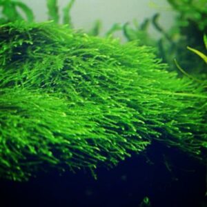 Marcus Fish Tanks Java Moss Taxiphyllum Barbieri Live Aquarium Moss Aquatic Plants Vesicularia Dubyana Buy 2 Get 1 Extra