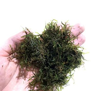 Marcus Fish Tanks Java Moss Taxiphyllum Barbieri Live Aquarium Moss Aquatic Plants Vesicularia Dubyana Buy 2 Get 1 Extra