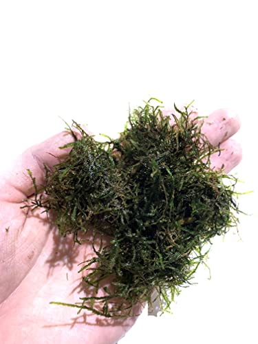 Marcus Fish Tanks Java Moss Taxiphyllum Barbieri Live Aquarium Moss Aquatic Plants Vesicularia Dubyana Buy 2 Get 1 Extra