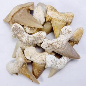 10 medium fossil prehistoric shark teeth collection with information card