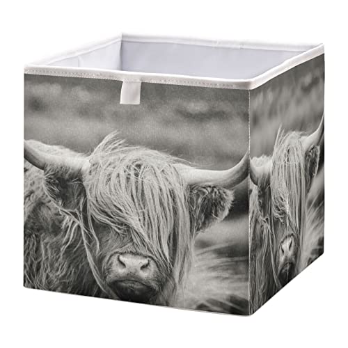 Kigai Storage Basket Highland Cow Foldable Storage Bin 11 X 11 X 11 Inches Cube Storage Baskets Box for Shelves Closet Laundry Nursery Bedroom Home Decor