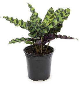 calathea plant live prayer plant live indoor plant, calathea live plant live house plant live plants indoor, live indoor plants live houseplants live prayer plants live house plants by plants for pets