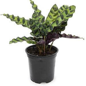 Calathea Plant Live Prayer Plant Live Indoor Plant, Calathea Live Plant Live House Plant Live Plants Indoor, Live Indoor Plants Live Houseplants Live Prayer Plants Live House Plants by Plants for Pets