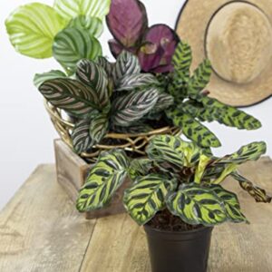 Calathea Plant Live Prayer Plant Live Indoor Plant, Calathea Live Plant Live House Plant Live Plants Indoor, Live Indoor Plants Live Houseplants Live Prayer Plants Live House Plants by Plants for Pets