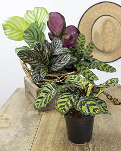 Calathea Plant Live Prayer Plant Live Indoor Plant, Calathea Live Plant Live House Plant Live Plants Indoor, Live Indoor Plants Live Houseplants Live Prayer Plants Live House Plants by Plants for Pets