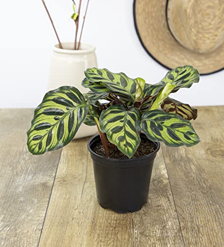 Calathea Plant Live Prayer Plant Live Indoor Plant, Calathea Live Plant Live House Plant Live Plants Indoor, Live Indoor Plants Live Houseplants Live Prayer Plants Live House Plants by Plants for Pets