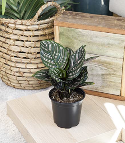 Calathea Plant Live Prayer Plant Live Indoor Plant, Calathea Live Plant Live House Plant Live Plants Indoor, Live Indoor Plants Live Houseplants Live Prayer Plants Live House Plants by Plants for Pets