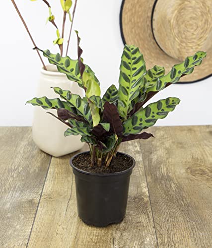 Calathea Plant Live Prayer Plant Live Indoor Plant, Calathea Live Plant Live House Plant Live Plants Indoor, Live Indoor Plants Live Houseplants Live Prayer Plants Live House Plants by Plants for Pets