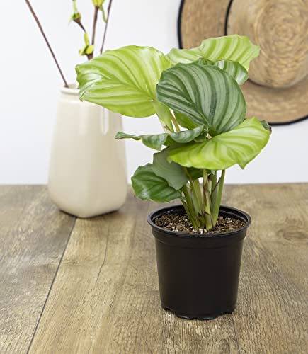 Calathea Plant Live Prayer Plant Live Indoor Plant, Calathea Live Plant Live House Plant Live Plants Indoor, Live Indoor Plants Live Houseplants Live Prayer Plants Live House Plants by Plants for Pets