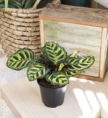 Calathea Plant Live Prayer Plant Live Indoor Plant, Calathea Live Plant Live House Plant Live Plants Indoor, Live Indoor Plants Live Houseplants Live Prayer Plants Live House Plants by Plants for Pets