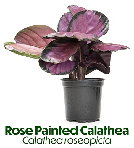 Calathea Plant Live Prayer Plant Live Indoor Plant, Calathea Live Plant Live House Plant Live Plants Indoor, Live Indoor Plants Live Houseplants Live Prayer Plants Live House Plants by Plants for Pets