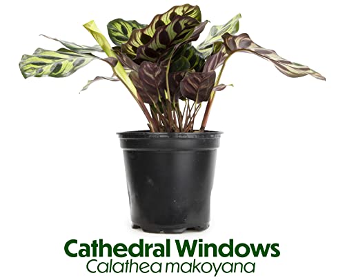 Calathea Plant Live Prayer Plant Live Indoor Plant, Calathea Live Plant Live House Plant Live Plants Indoor, Live Indoor Plants Live Houseplants Live Prayer Plants Live House Plants by Plants for Pets