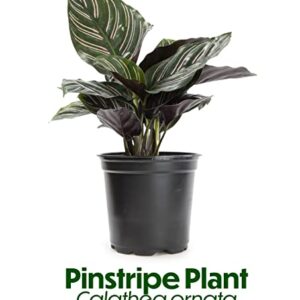 Calathea Plant Live Prayer Plant Live Indoor Plant, Calathea Live Plant Live House Plant Live Plants Indoor, Live Indoor Plants Live Houseplants Live Prayer Plants Live House Plants by Plants for Pets