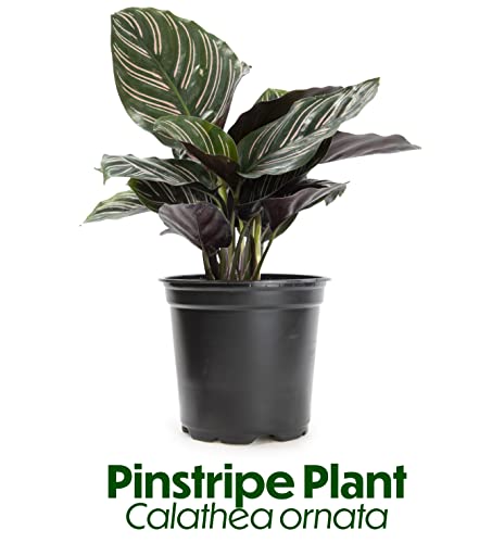 Calathea Plant Live Prayer Plant Live Indoor Plant, Calathea Live Plant Live House Plant Live Plants Indoor, Live Indoor Plants Live Houseplants Live Prayer Plants Live House Plants by Plants for Pets