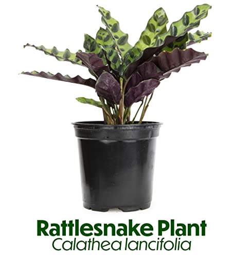 Calathea Plant Live Prayer Plant Live Indoor Plant, Calathea Live Plant Live House Plant Live Plants Indoor, Live Indoor Plants Live Houseplants Live Prayer Plants Live House Plants by Plants for Pets