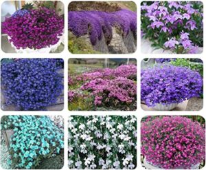 ficoszo mix creeping thyme seeds ground cover for planting, thymus serpyllum heirloom seeds for rock gardens, along borders, fences & walkways ornamental flowers 1000pcs