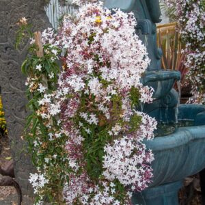 jasminum polyanthum fragrant mini starter plant/pink budded, white flowers jasmine in 2" pot - california grown