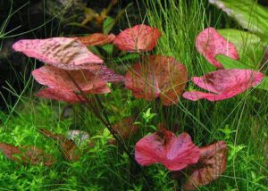 red tiger lotus bulbs - freshwater aquatic plant | sprouts in tanks under 72f