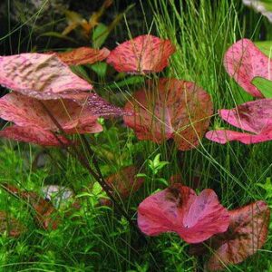 Red Tiger Lotus Bulbs - Freshwater Aquatic Plant | Sprouts in Tanks Under 72F