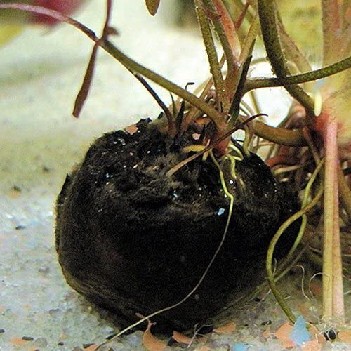 Red Tiger Lotus Bulbs - Freshwater Aquatic Plant | Sprouts in Tanks Under 72F