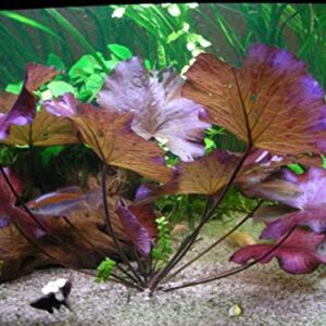 Red Tiger Lotus Bulbs - Freshwater Aquatic Plant | Sprouts in Tanks Under 72F