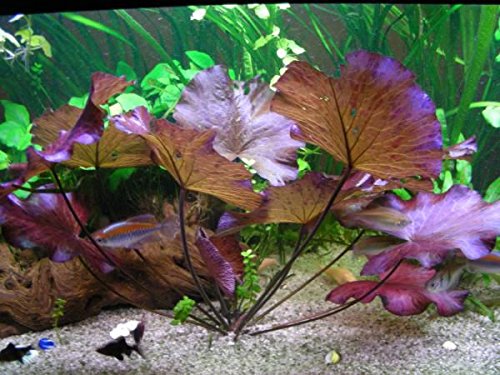 Red Tiger Lotus Bulbs - Freshwater Aquatic Plant | Sprouts in Tanks Under 72F