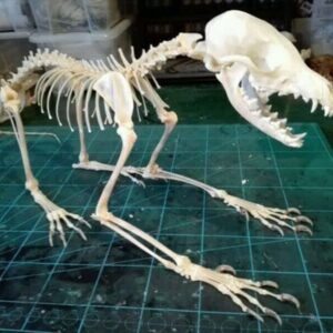 1Pcs Vulpes Vulpes Red Fox, Silver Fox, Cross Fox Skull Complete Animal Skeleton Specimen