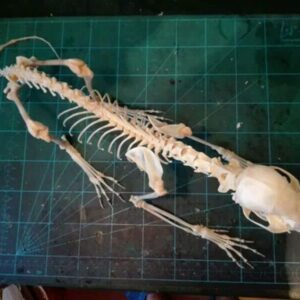 1Pcs Vulpes Vulpes Red Fox, Silver Fox, Cross Fox Skull Complete Animal Skeleton Specimen