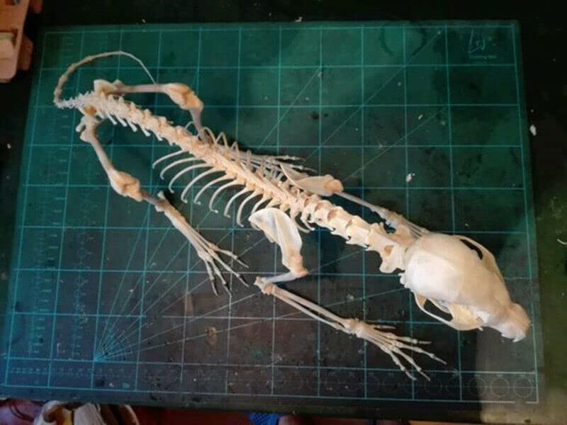 1Pcs Vulpes Vulpes Red Fox, Silver Fox, Cross Fox Skull Complete Animal Skeleton Specimen