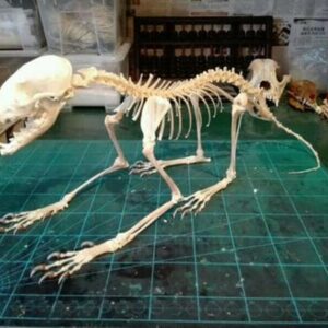 1Pcs Vulpes Vulpes Red Fox, Silver Fox, Cross Fox Skull Complete Animal Skeleton Specimen