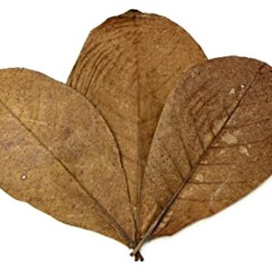 Snout and Shell 10 Indian Almond Leaves 19-25cm (7''-10'') Botanical Leaves for Aquarium Fish, Shrimp & Terrarium Pets - Mineral Source, Decor & Healthy Environment, Brown