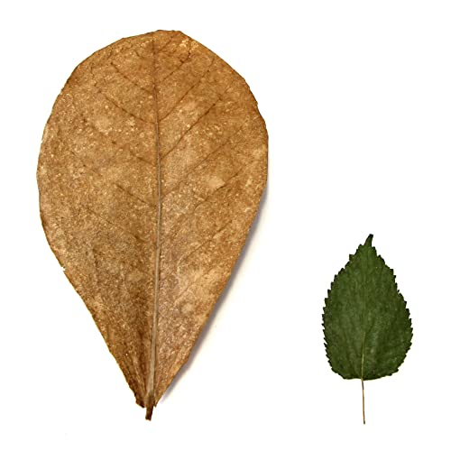 Snout and Shell 10 Indian Almond Leaves 19-25cm (7''-10'') Botanical Leaves for Aquarium Fish, Shrimp & Terrarium Pets - Mineral Source, Decor & Healthy Environment, Brown