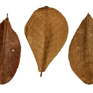 Snout and Shell 10 Indian Almond Leaves 19-25cm (7''-10'') Botanical Leaves for Aquarium Fish, Shrimp & Terrarium Pets - Mineral Source, Decor & Healthy Environment, Brown