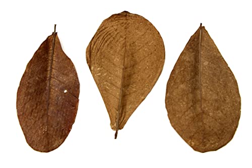 Snout and Shell 10 Indian Almond Leaves 19-25cm (7''-10'') Botanical Leaves for Aquarium Fish, Shrimp & Terrarium Pets - Mineral Source, Decor & Healthy Environment, Brown