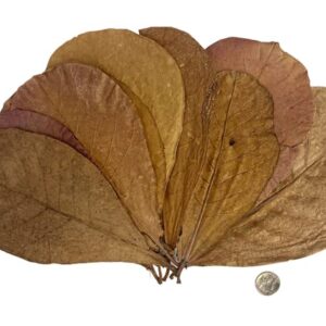 Snout and Shell 10 Indian Almond Leaves 19-25cm (7''-10'') Botanical Leaves for Aquarium Fish, Shrimp & Terrarium Pets - Mineral Source, Decor & Healthy Environment, Brown