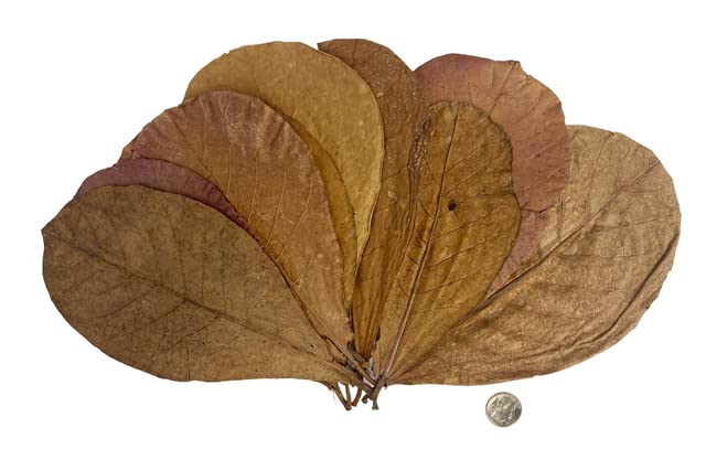 Snout and Shell 10 Indian Almond Leaves 19-25cm (7''-10'') Botanical Leaves for Aquarium Fish, Shrimp & Terrarium Pets - Mineral Source, Decor & Healthy Environment, Brown