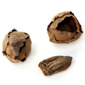 snout and shell 10 mini coconut botanical pods - aquarium pods reduce algae & freshen tank water - terrarium, vivarium & aquarium decor & natural tannins, brown, 1-1.5 inches