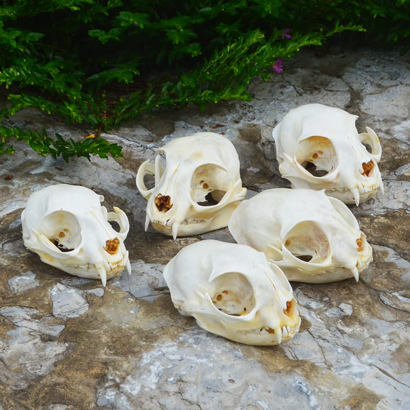 1-10pcs cat Real Animal Skull Specimen Collectibles Study (5pcs)