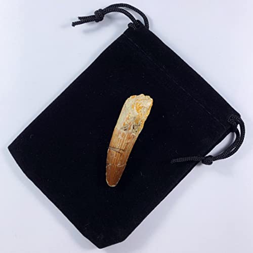 Genuine Large Spinosaurus Tooth with Velvet Bag - 1.5-2 inches Long